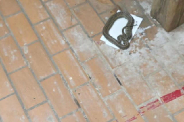 Naturalist rescuing garter snake from glue trap ends up with a hand ...