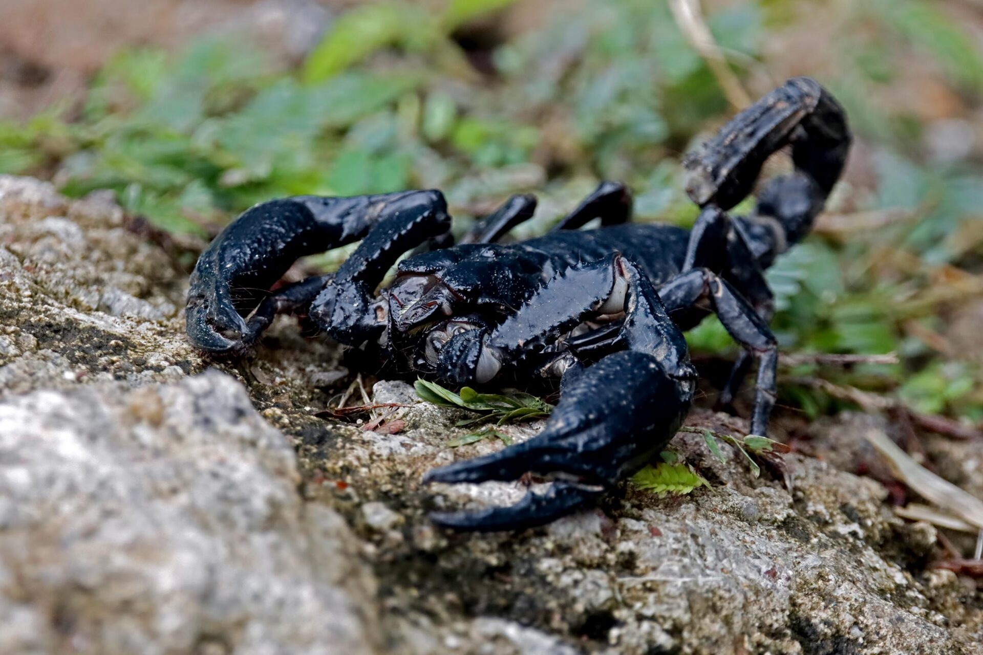 Meet the one-meter-long scorpion that once roamed Earth