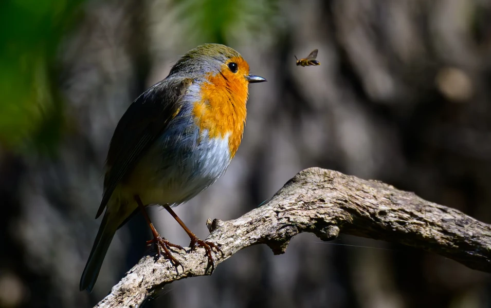 Turn your yard into a robin paradise