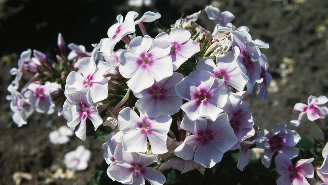 Phlox flowers that transform your garden space