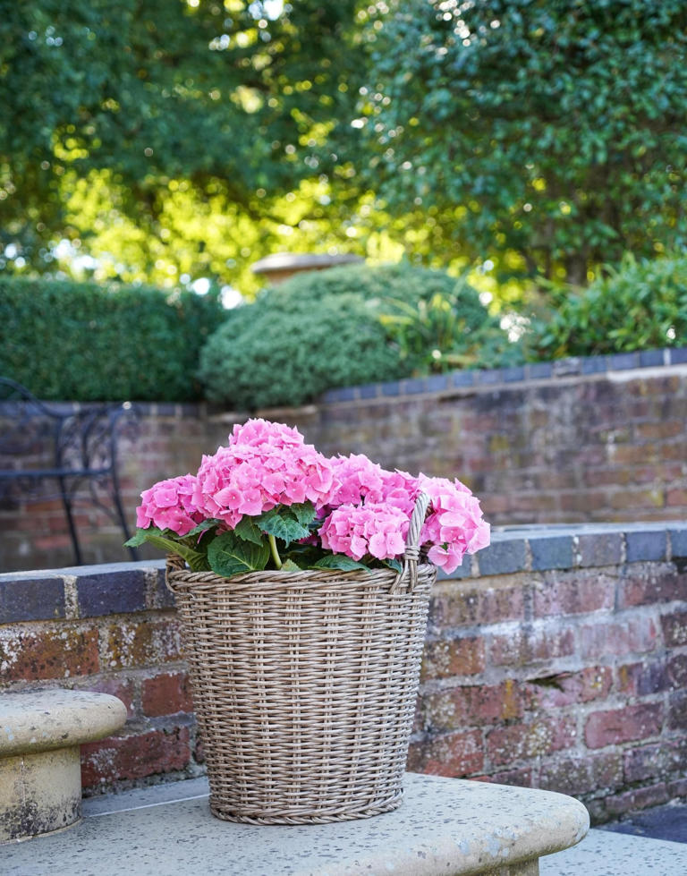 5 of the best Mediterranean plants for pots – feel like you're on ...