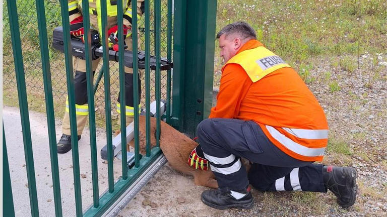 Tierische Rettungsaktion: Feuerwehr befreit Rehbock aus Stahltor in Gifhorn