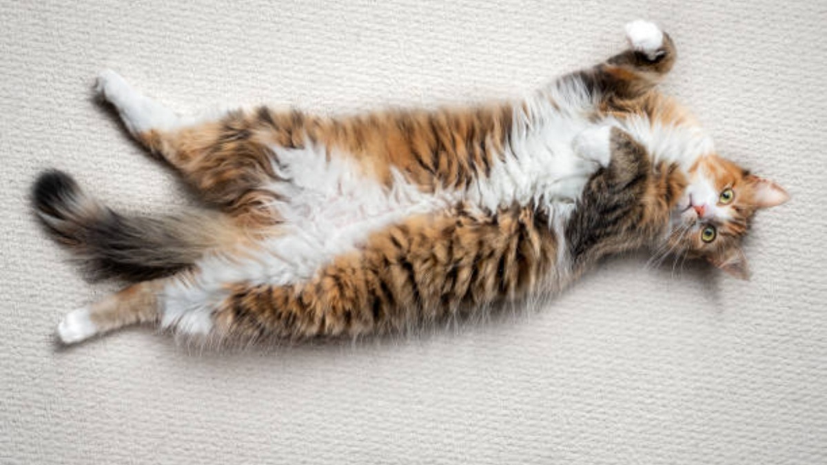 Your Cat Flops on the Floor for a ReasonHere's What Experts Say