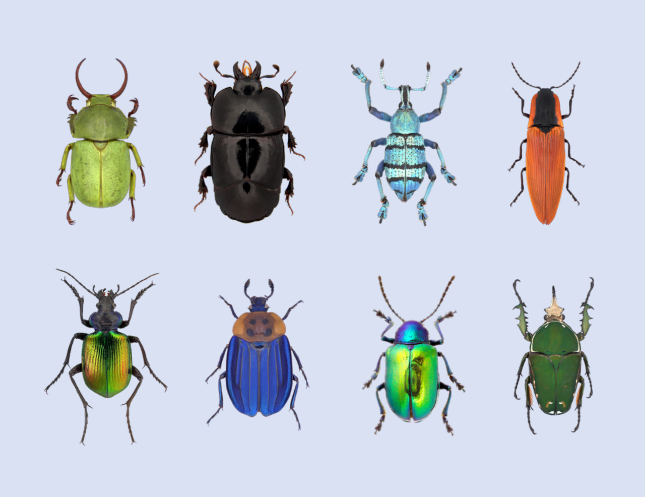 Beetles in Canada: New invasive species discovered in Halifax