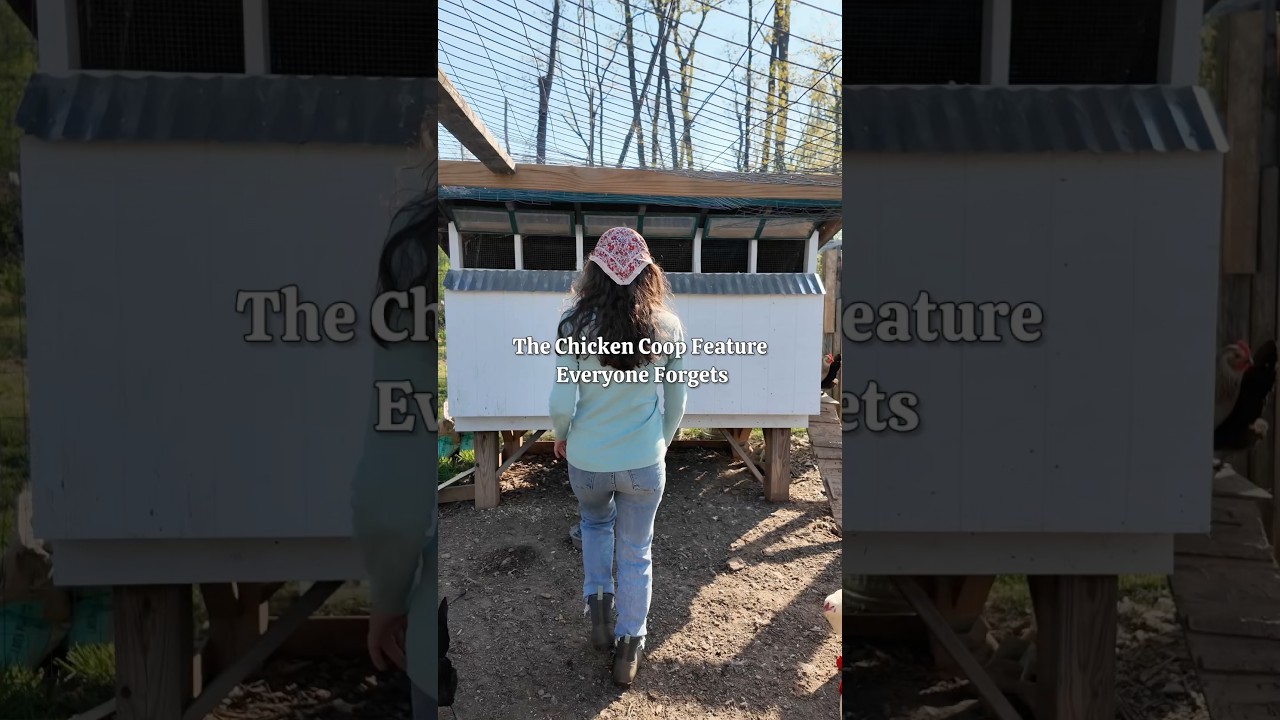 Discover the essential chicken coop feature that's often forgotten