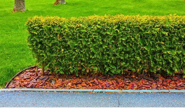 Hedges will stay green and grow bushier foliage if gardeners do 1 ...