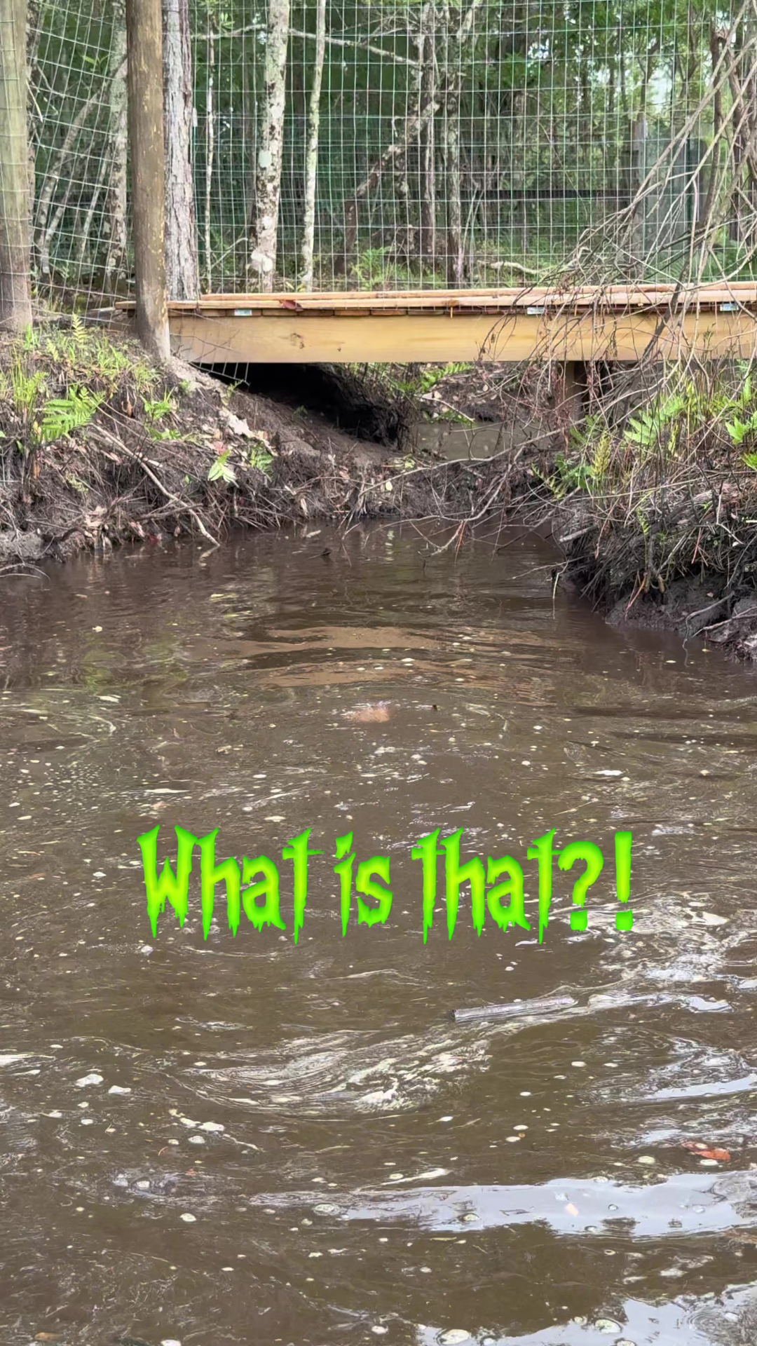 Only true fans notice this capybara video is not new