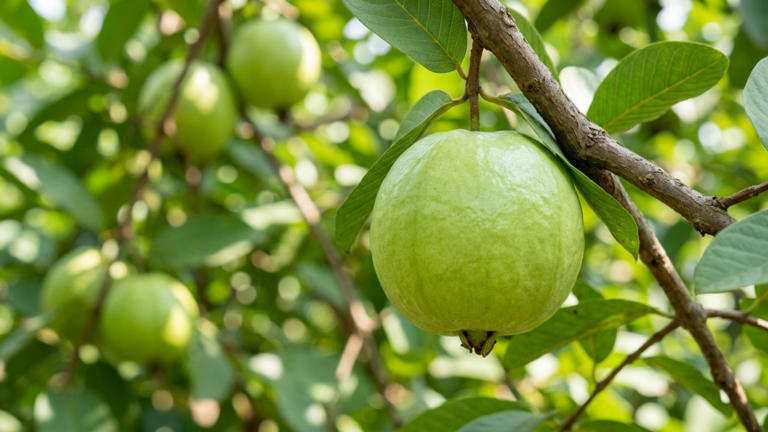 Belas e longevas árvores frutíferas para jardineiros preguiçosos: 5 ...
