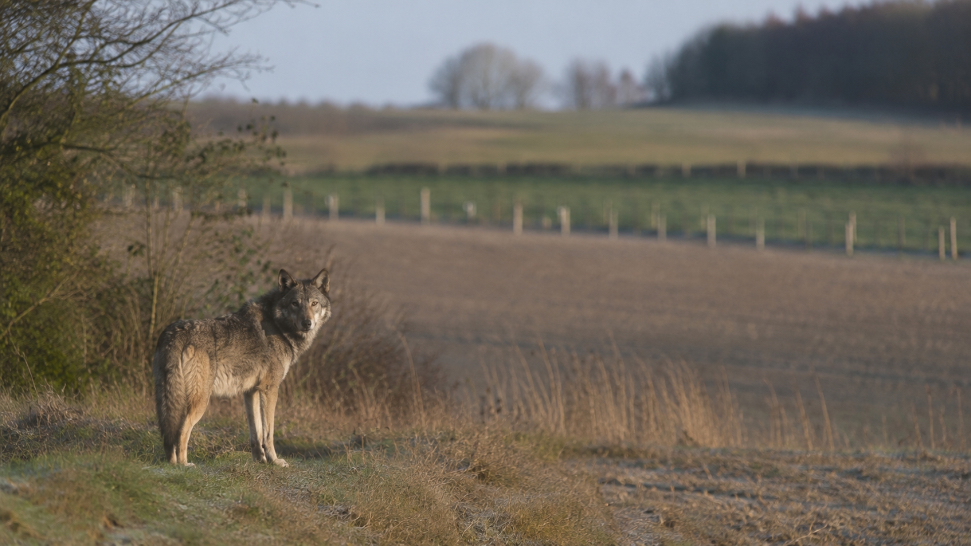Het debat in Duitsland over wolvenjacht gaat over meer dan wolven