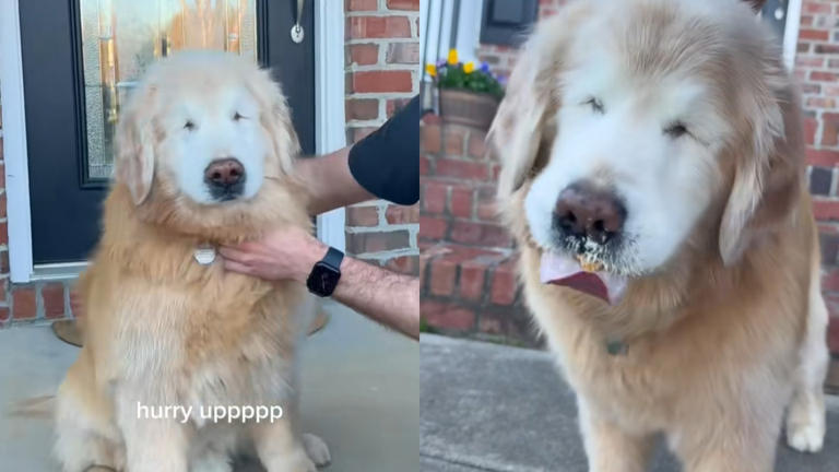 His family threw a surprise party for this blind little dog, and his ...