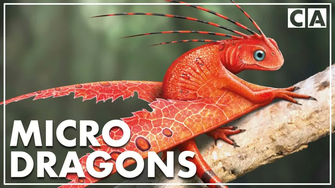 Could dragons actually work as real animals?