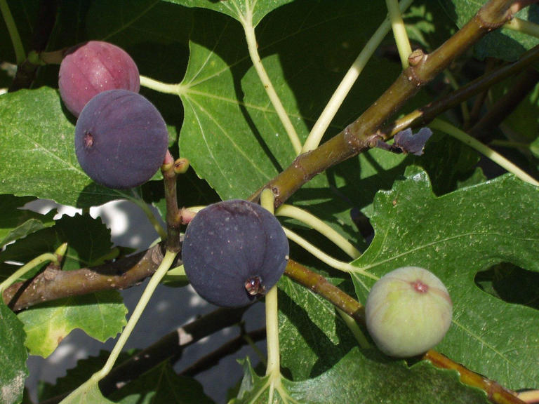 The backyard orchard: 5 dwarf fruit trees perfect for small spaces