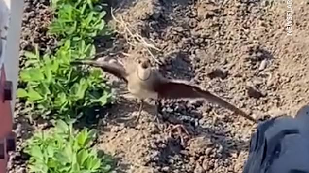 Mother bird protects her nest from tractor