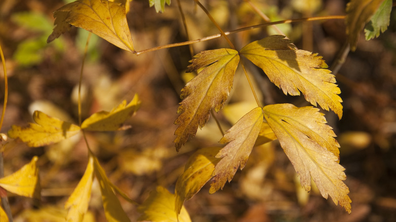 15 best native plants to grow if you live in New England