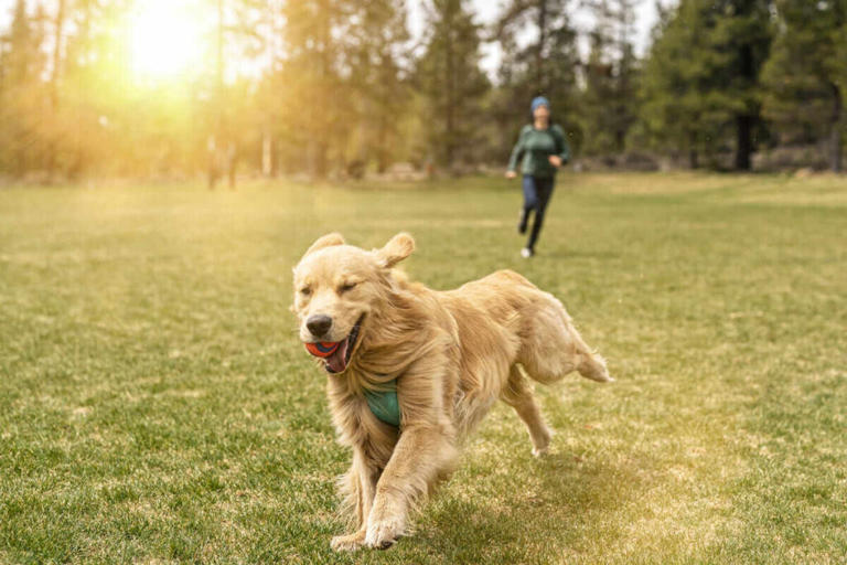 Giochi all’aperto con il cane: le idee che lo faranno impazzire