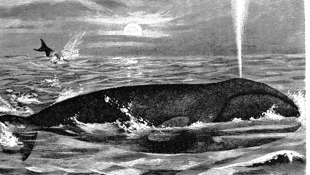 Meet the animals that outlive centuries