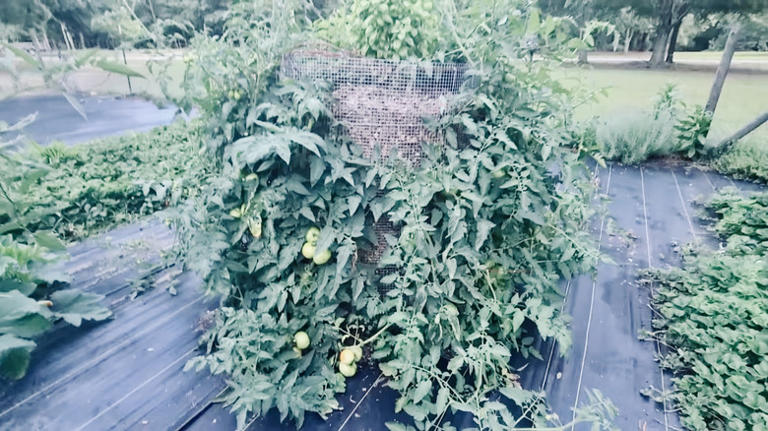 Ditch the traditional tomato cage for a unique method that gives you a ...