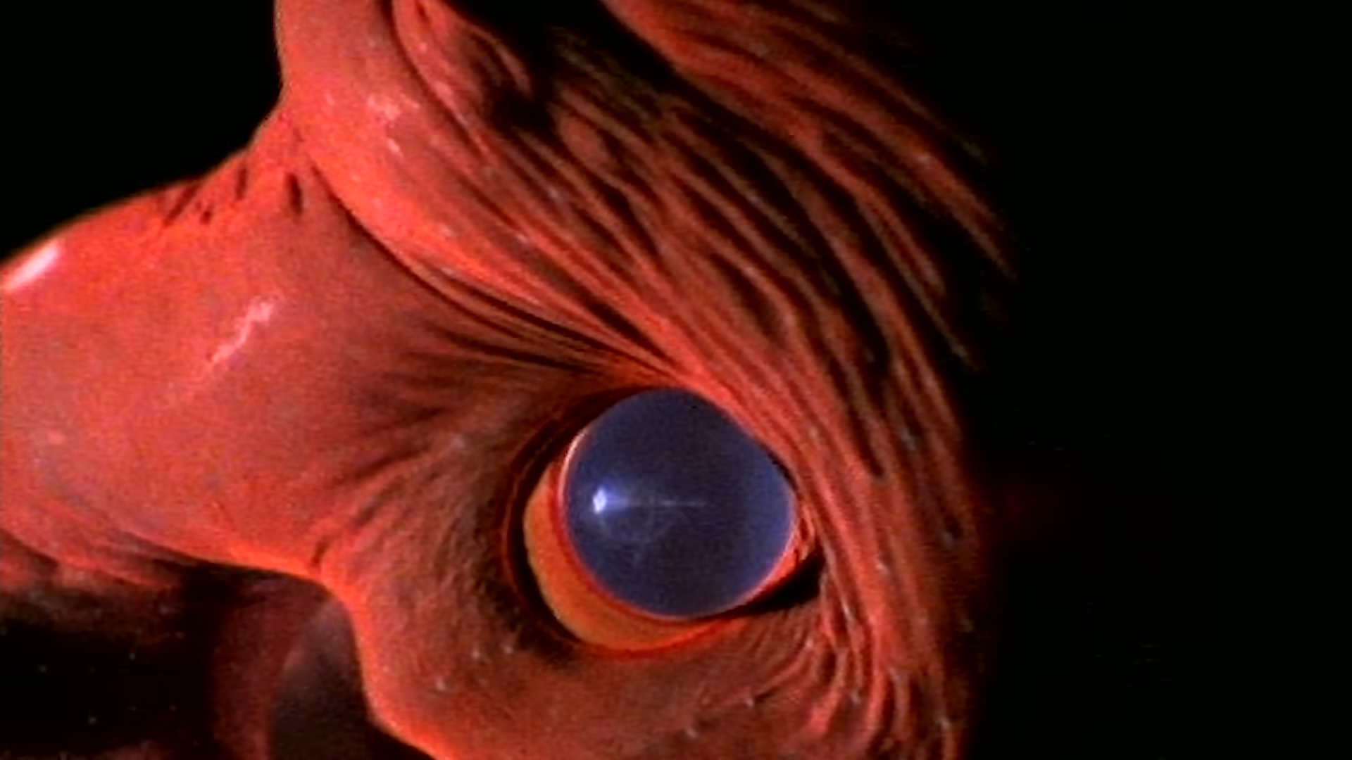Watch giant deep-sea creatures move through endless darkness like ...