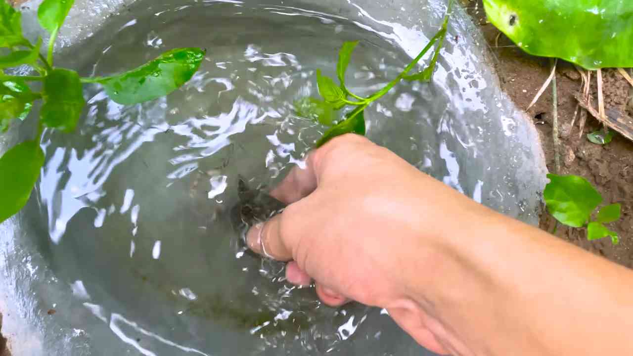 Catch ornamental puffer fish in tiny pond, flowerhorn fish, red ranchu ...