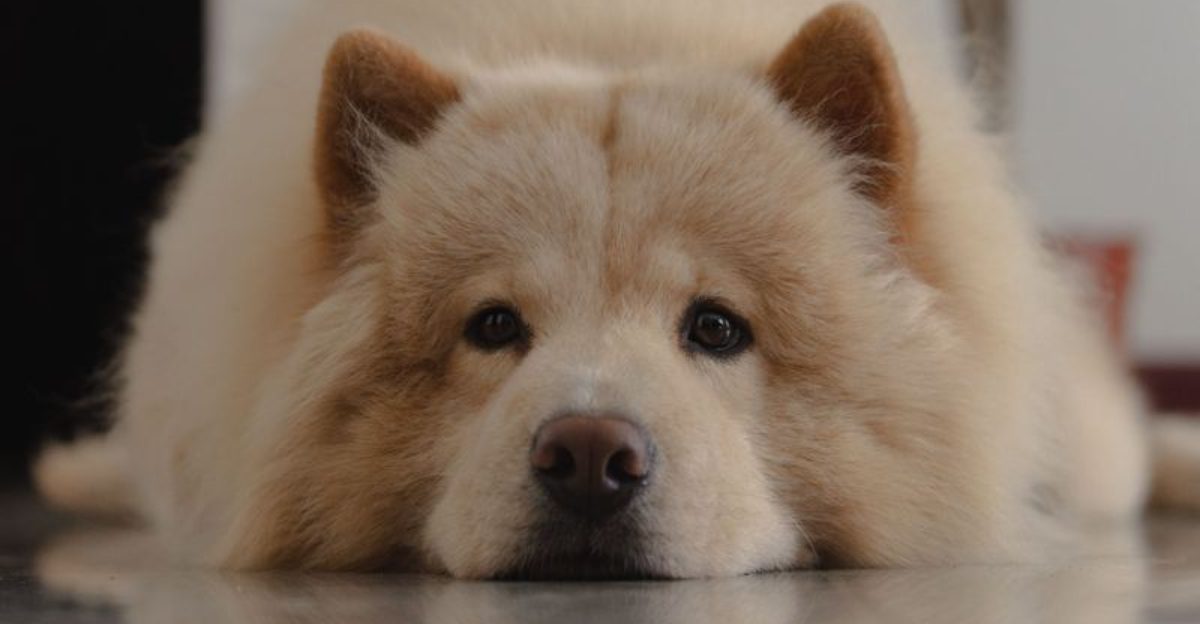 12 dog breeds that require extra caution around pools, lakes, and beaches