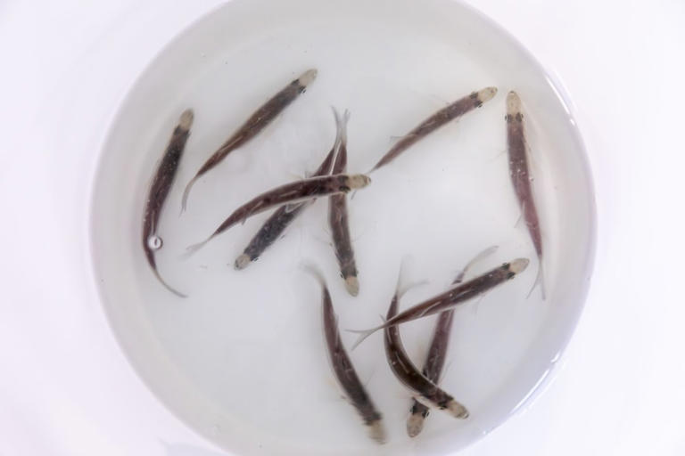 Mote Marine Laboratory releases 22K snook into Florida water
