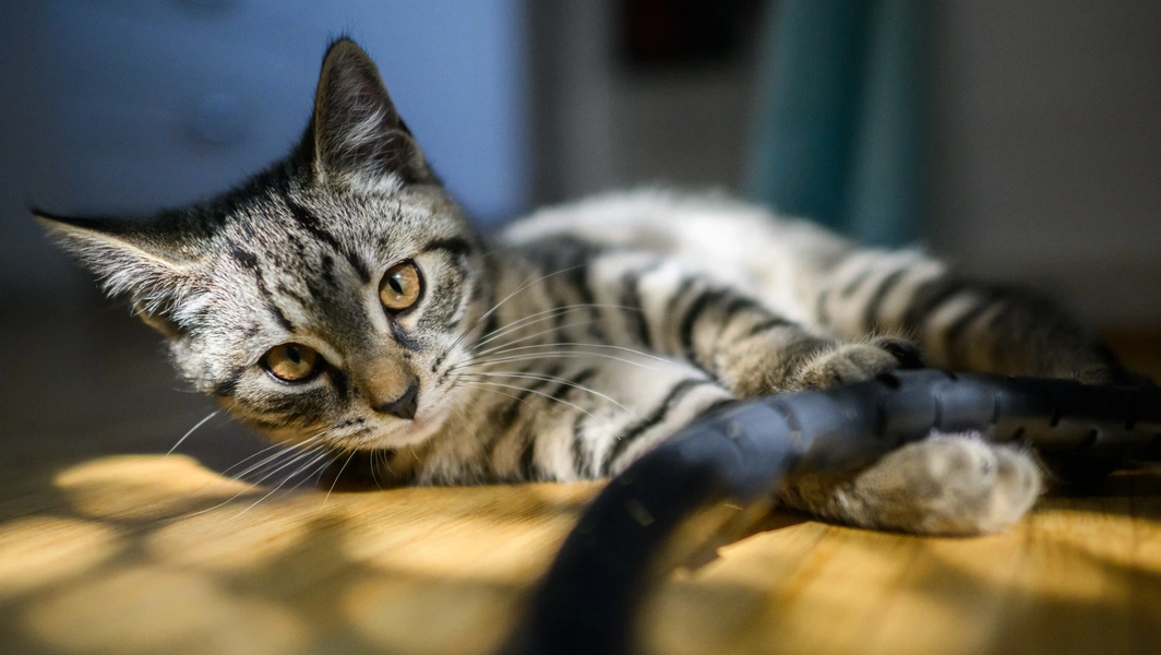 Keeping your indoor cat endlessly entertained