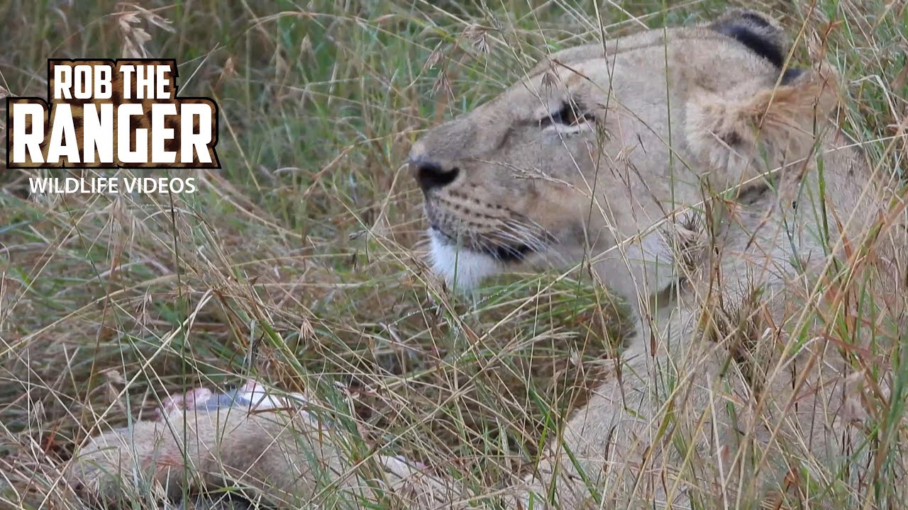 Witness lioness devouring warthog in tall grass