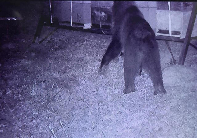Un oso destroza varios colmenares en Campoo de Ebro