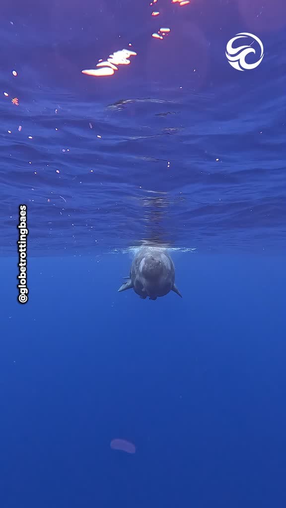 Ocean explorers capture unusual behaviour from young sperm whales
