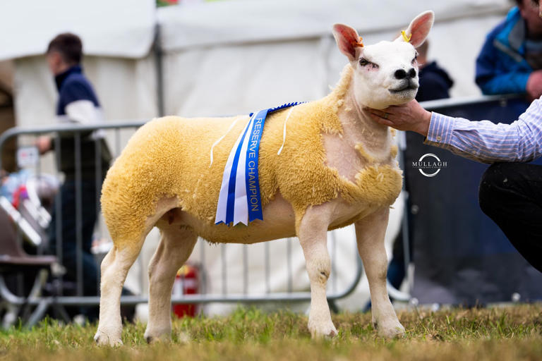 Corbo Flock claims Galloway & MacLeod and Provita Animal Health ...