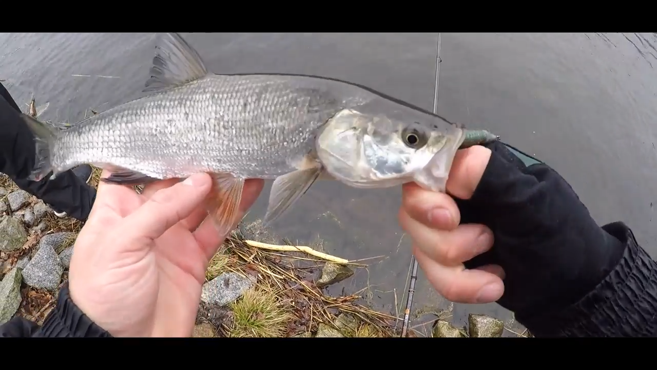 100‑Fische‑Challenge – schaffen wir das wirklich?
