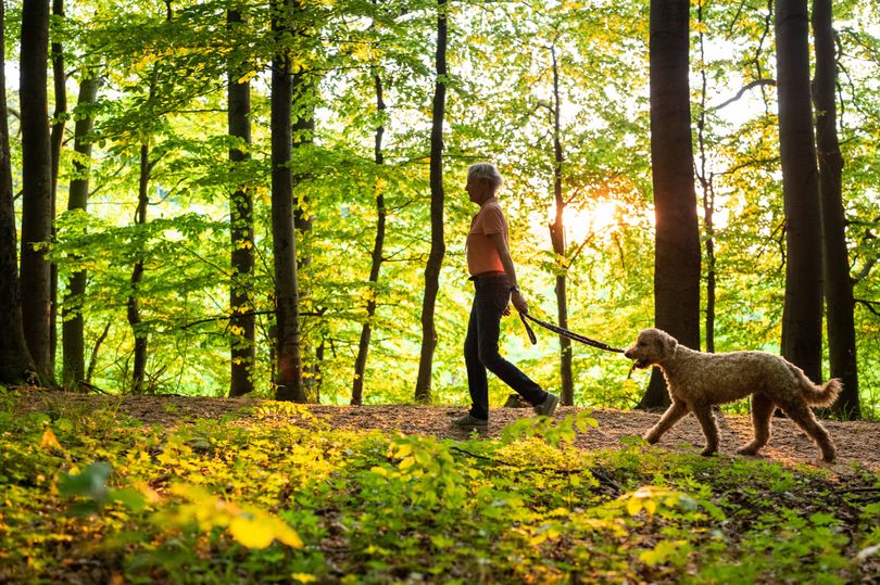 Dog owners issued alert about forest walks after multiple pets rushed ...