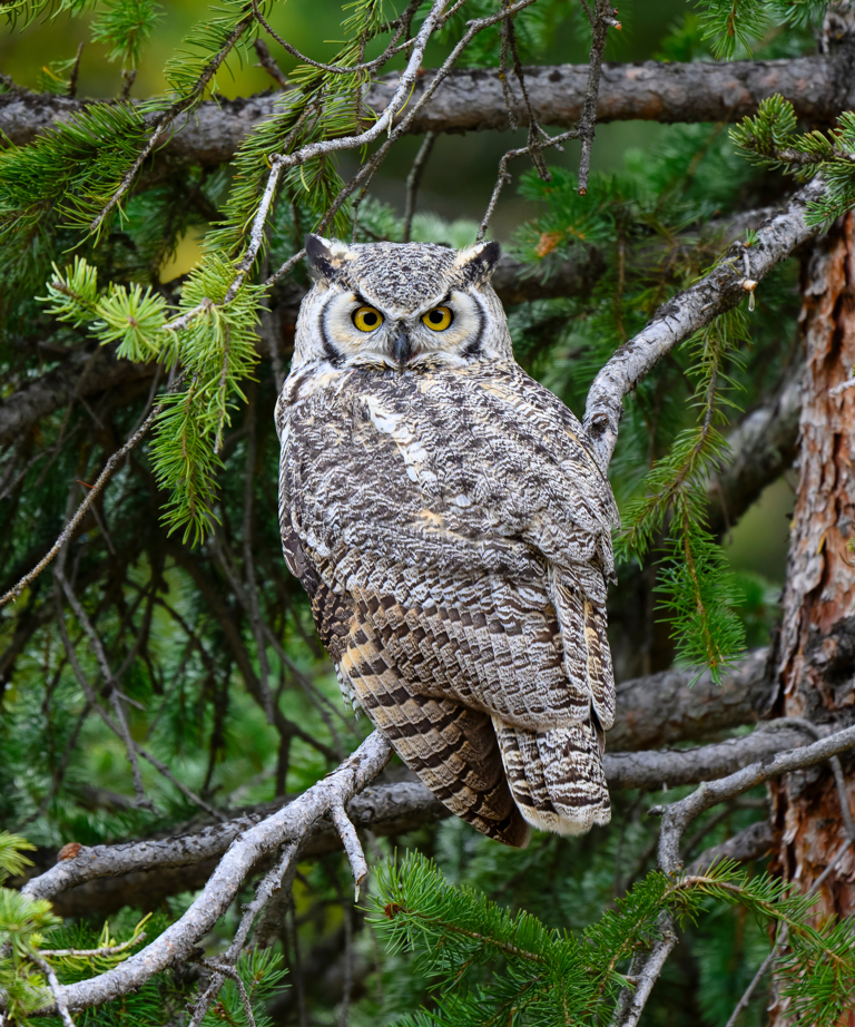 Say hello to your birth month bird of prey – and the special meaning ...