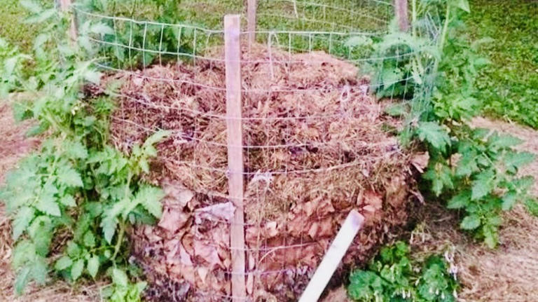 Ditch the traditional tomato cage for a unique method that gives you a ...