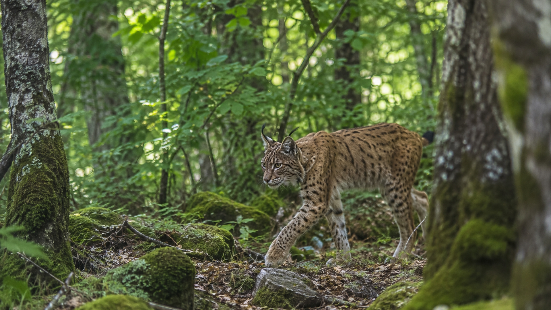 A soltura de um lince órfão na França mostra a fragilidade do retorno ...