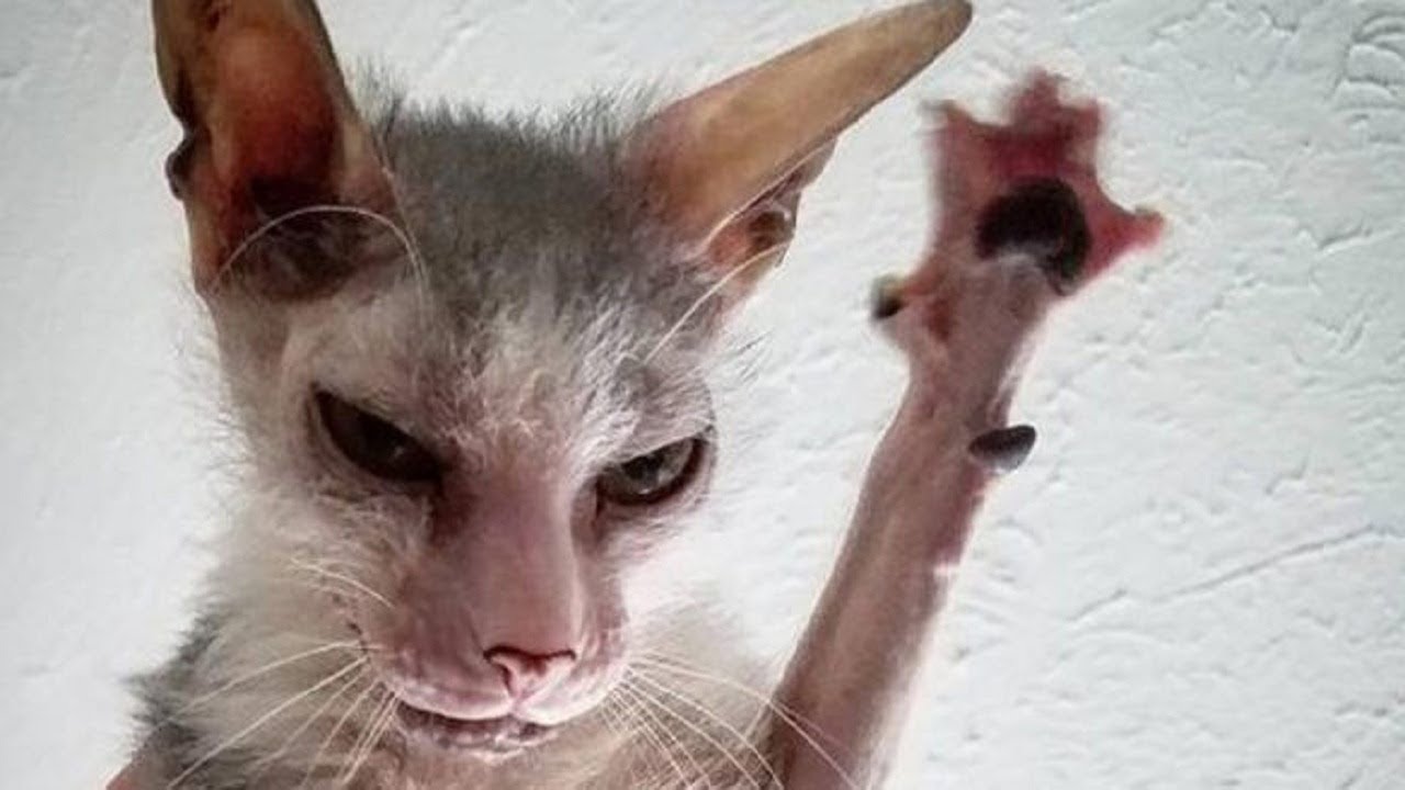 Everyone thought this cat was too 'ugly' to be loved and cherished