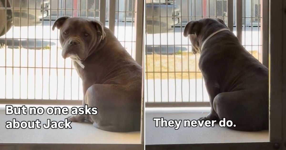 Shelter dog watches people walk by from kennel, hoping someone will ...