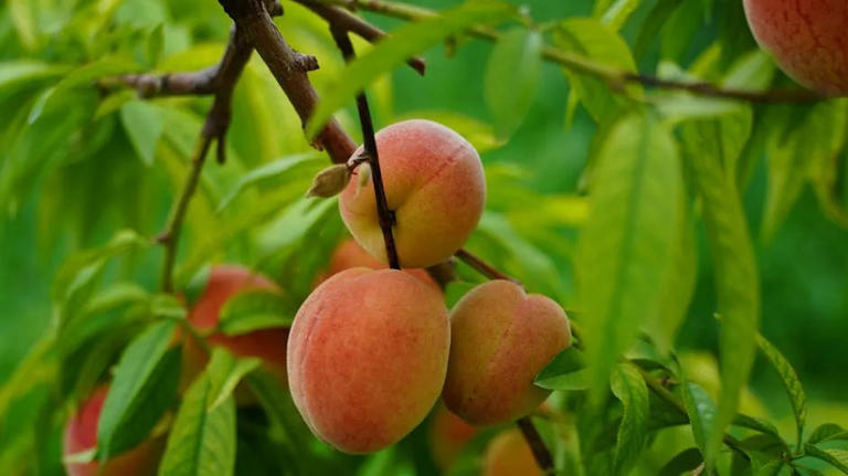 The backyard orchard: 5 dwarf fruit trees perfect for small spaces