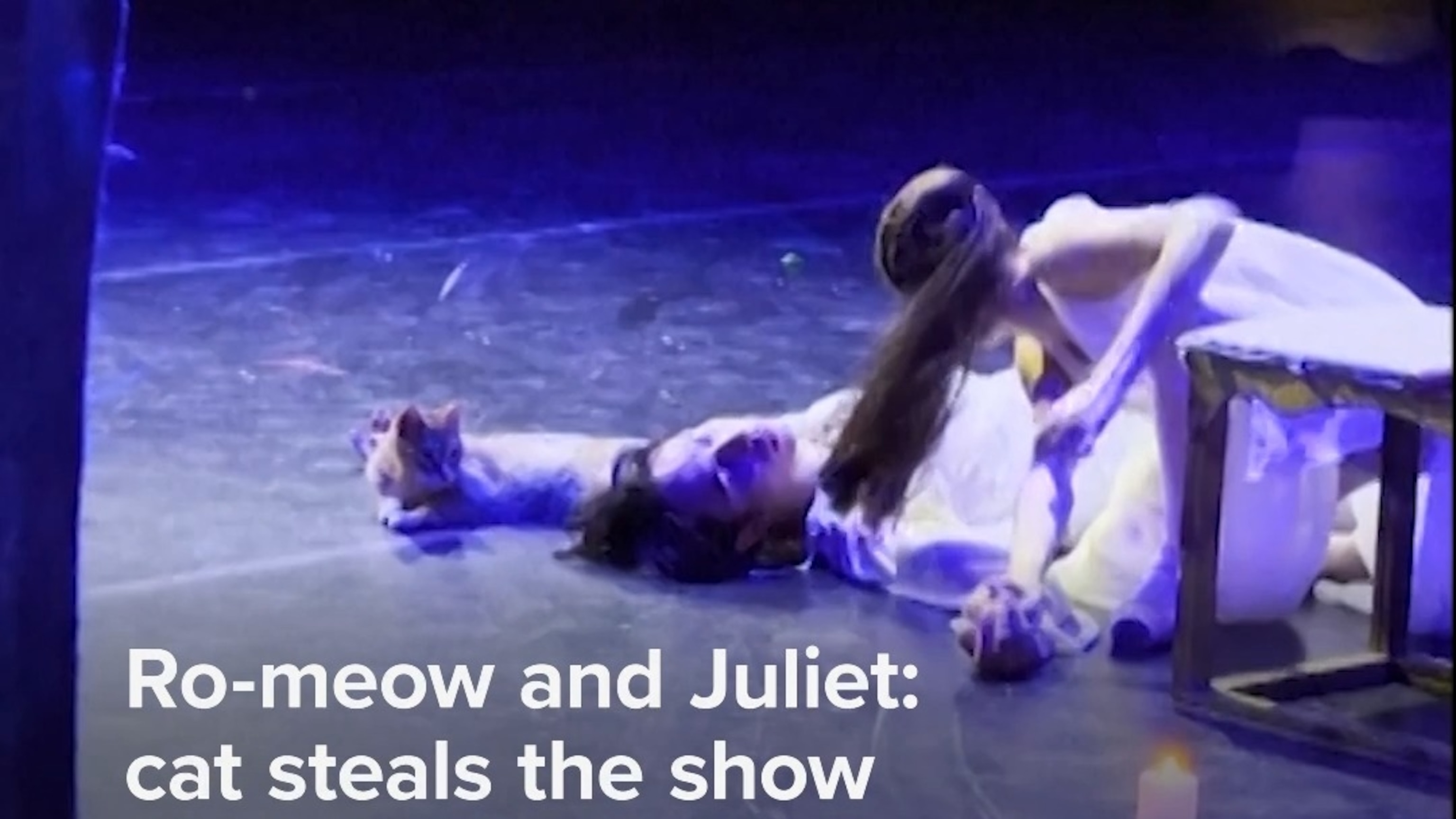 Ro-meow and Juliet: Cat steals the show during ballet performance