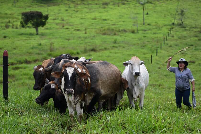 What Colombia's crackdown on illegal cattle ranching means for ...