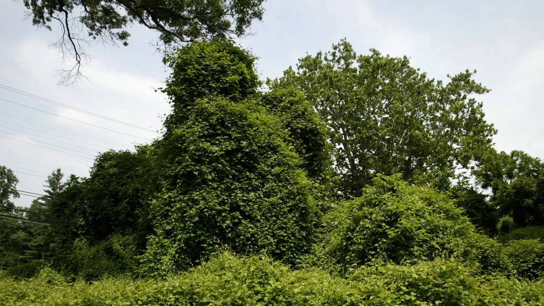 Stopping invasive plants before they spread