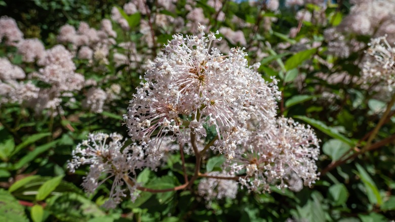 15 best native plants to grow if you live in New England