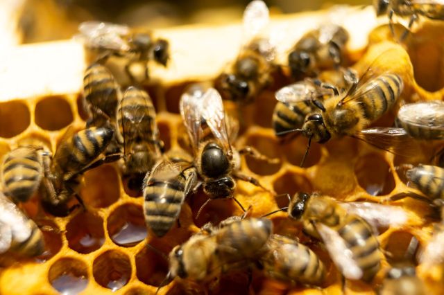 US beekeepers lose 55.6% of honey bee colonies as resistant mites fuel ...
