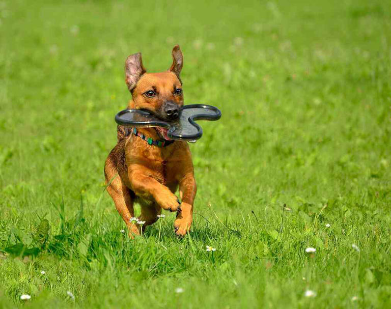 Giochi all’aperto con il cane: le idee che lo faranno impazzire