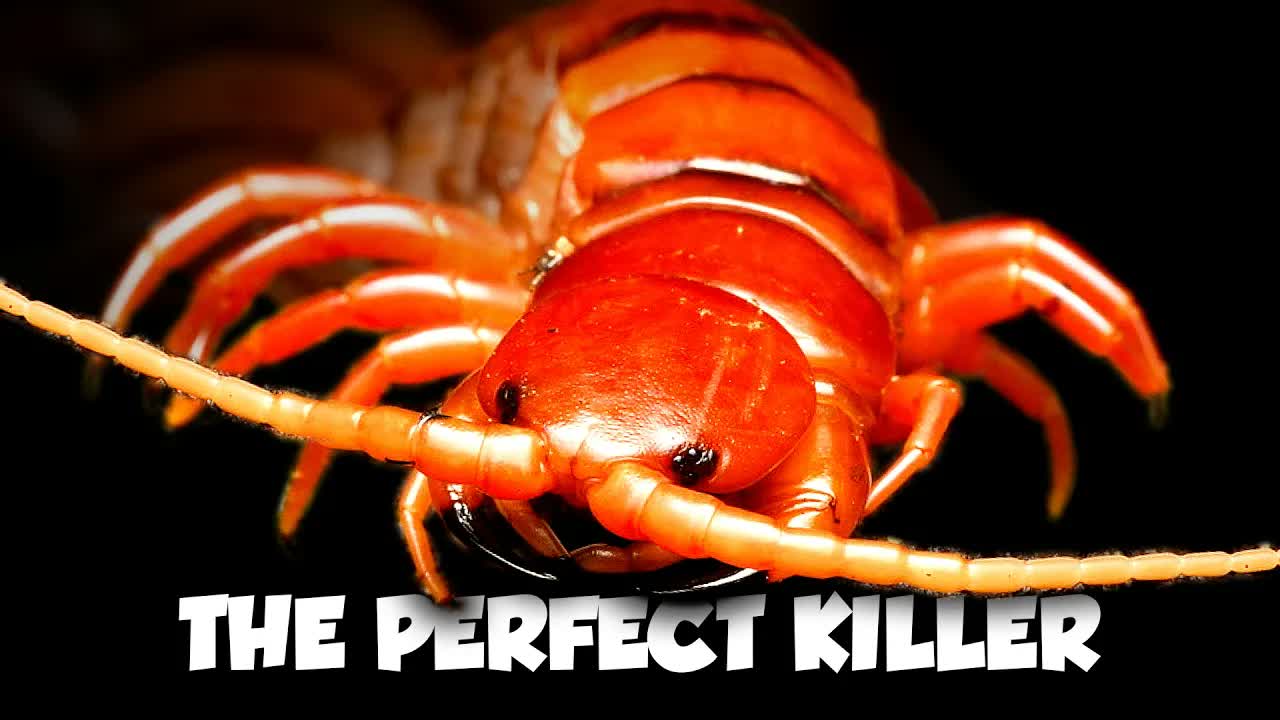 The centipede's bite that will make you say: "I wish I was dead"