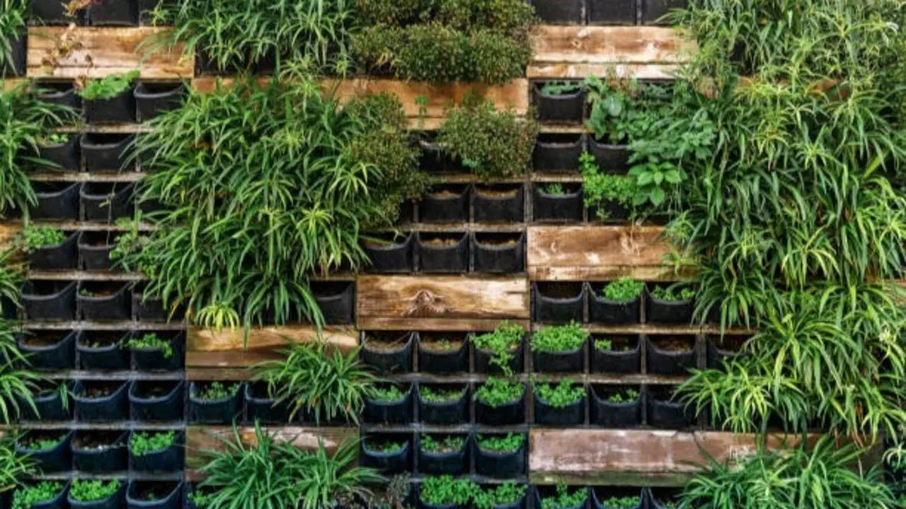 6 reasons vertical gardens fail in summer and how to make yours more ...