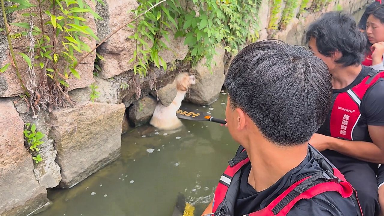 Dragon boat crew rescues dog stranded in river in China
