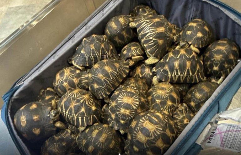 50 endangered tortoises found in luggage of arriving passenger at NAIA