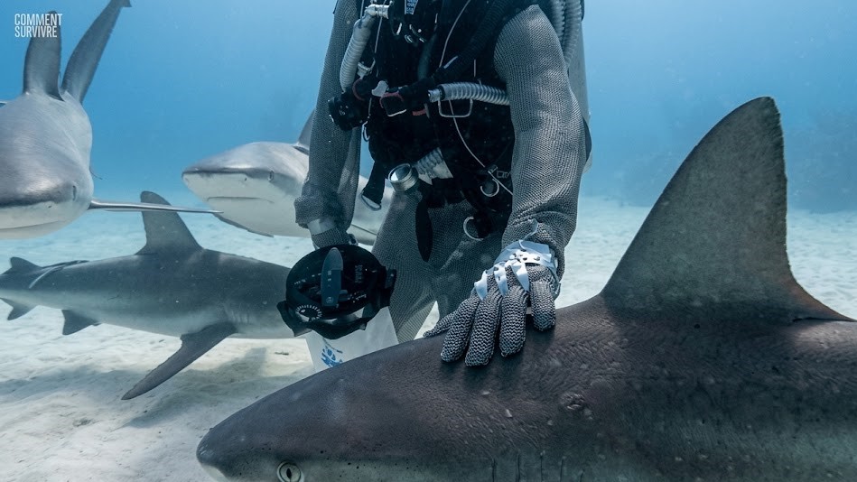 Un grand requin blanc lui a déchiré le dos - puis des dauphins sont ...