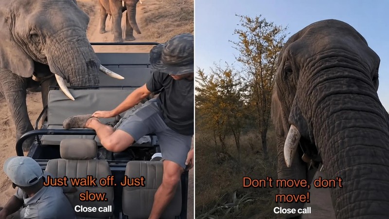 The car is not starting: Panic as elephant comes face-to-face with ...